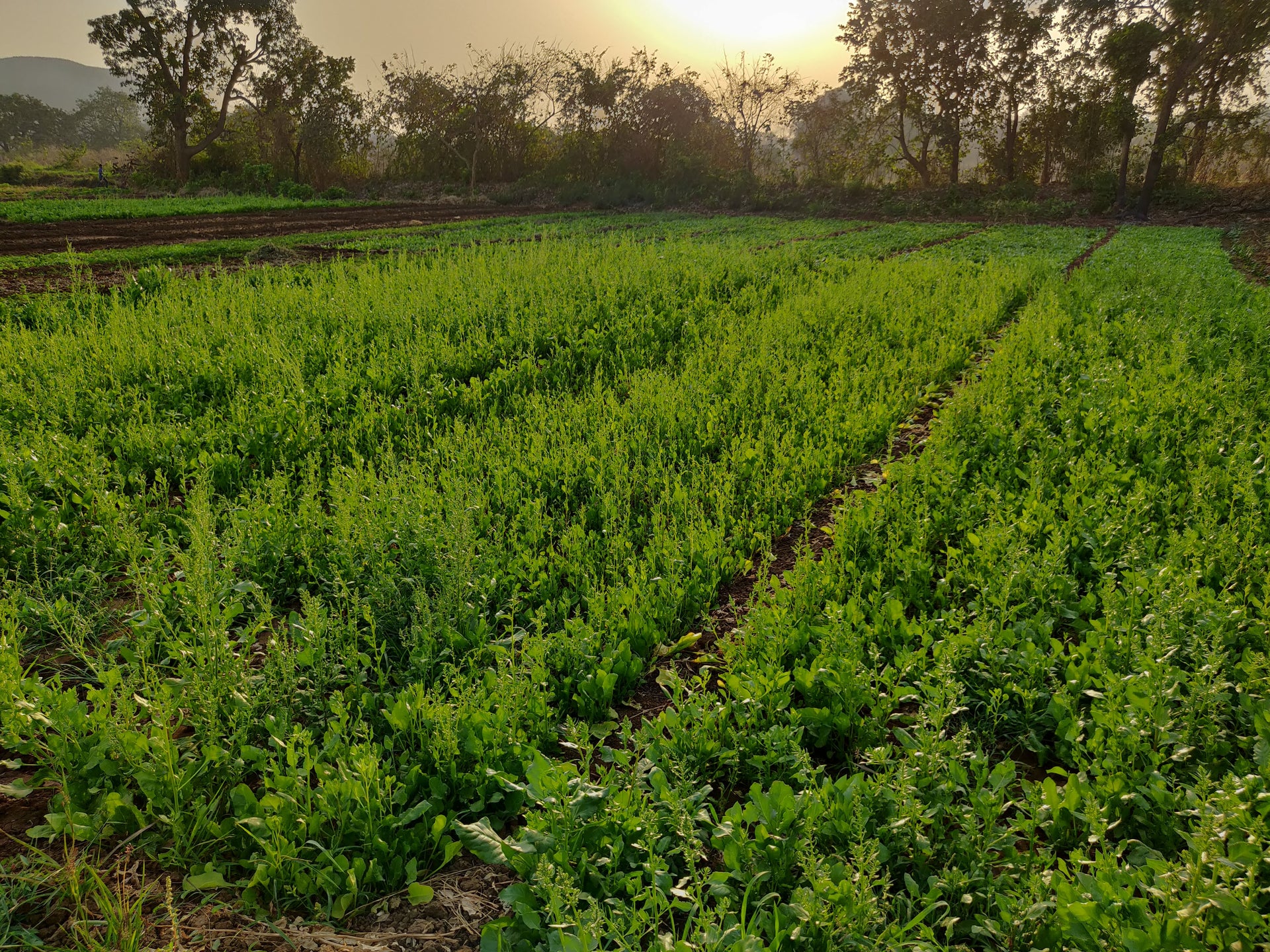 Toor Dal Split (Pigeon Pea) - 100 % Natural & Farm Fresh – Kedia ...
